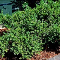 Greenleaf Nursery Plant Library